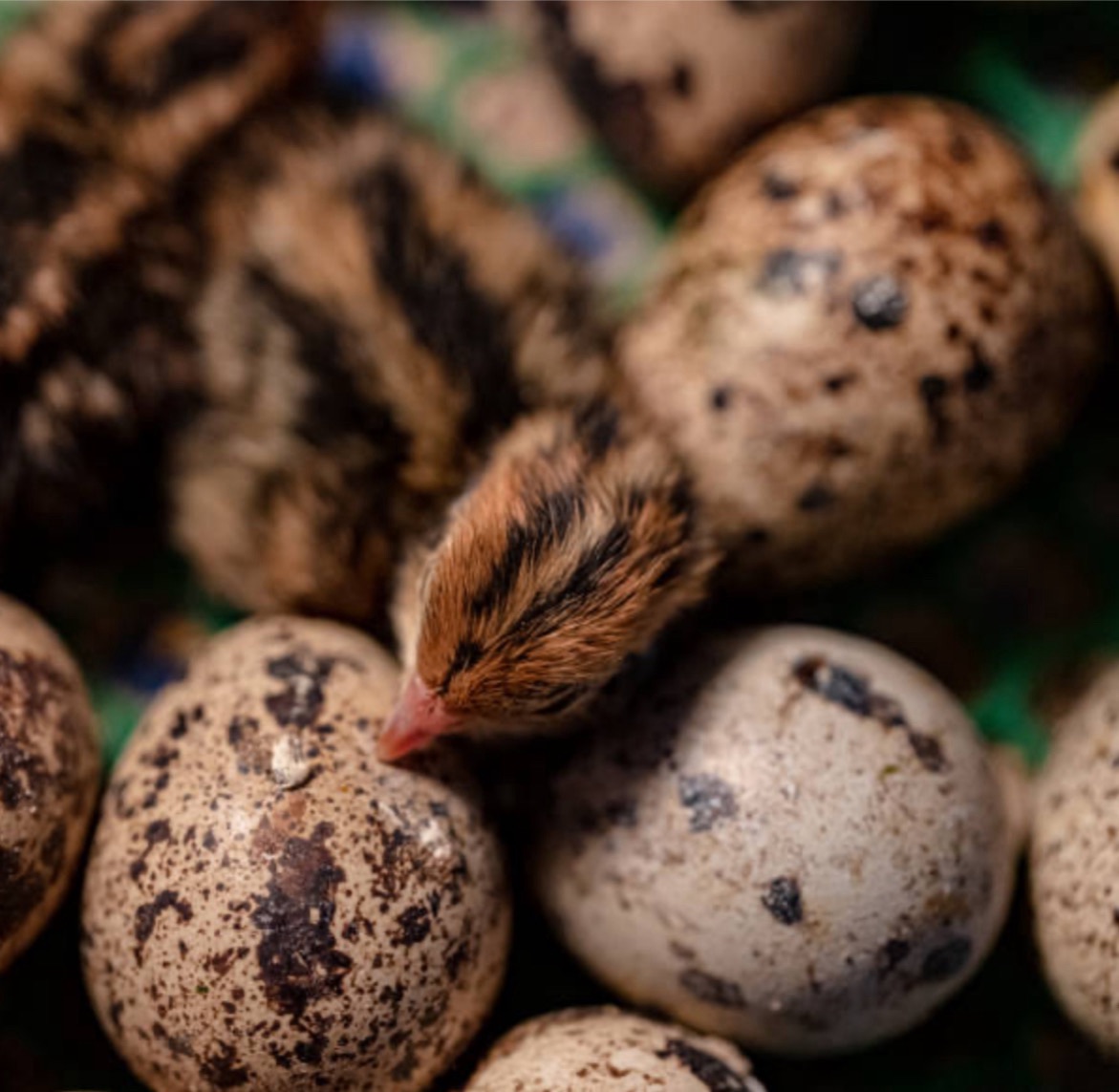 The Lifecycle of a Coturnix Quail: From Egg to Adult – 5 Acres and Destiny