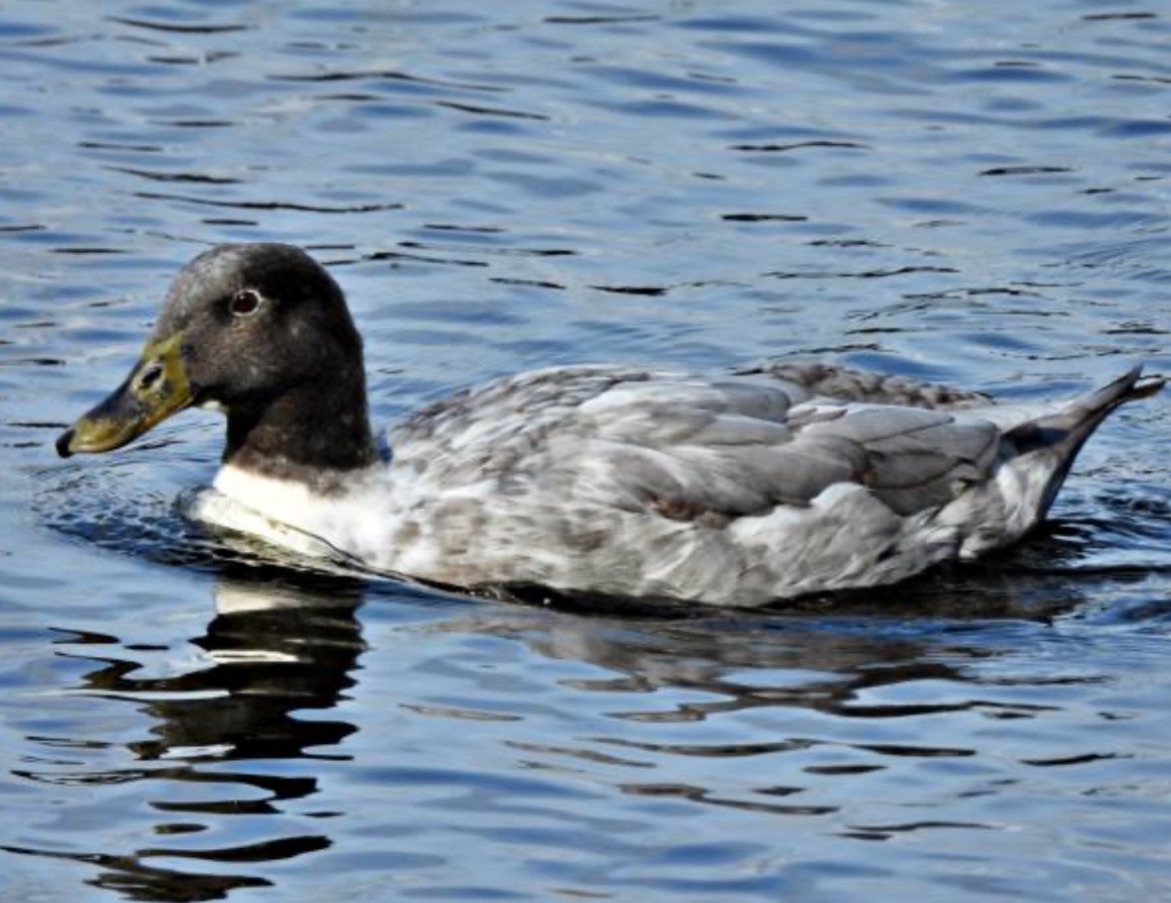 The Blue Swedish Duck: A Splash of Color and Charm in Your Flock – 5 ...