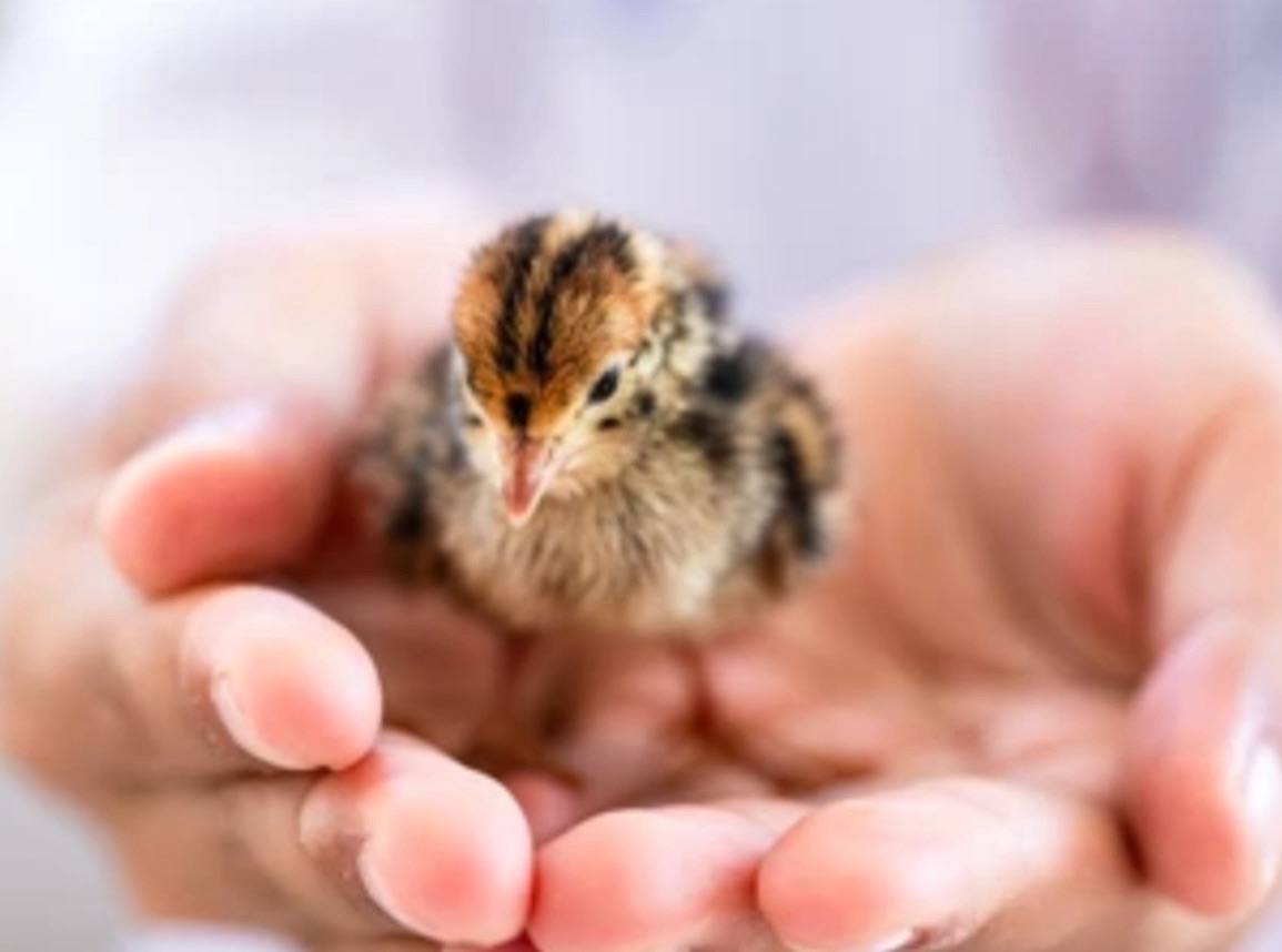 How to Handle and Tame Your Coturnix Quail: Tips for Gentle Care – 5 ...